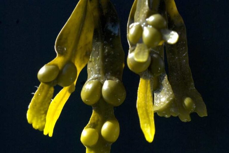 Conoce todas las propiedades del fucus | Farmacia del Sagrario